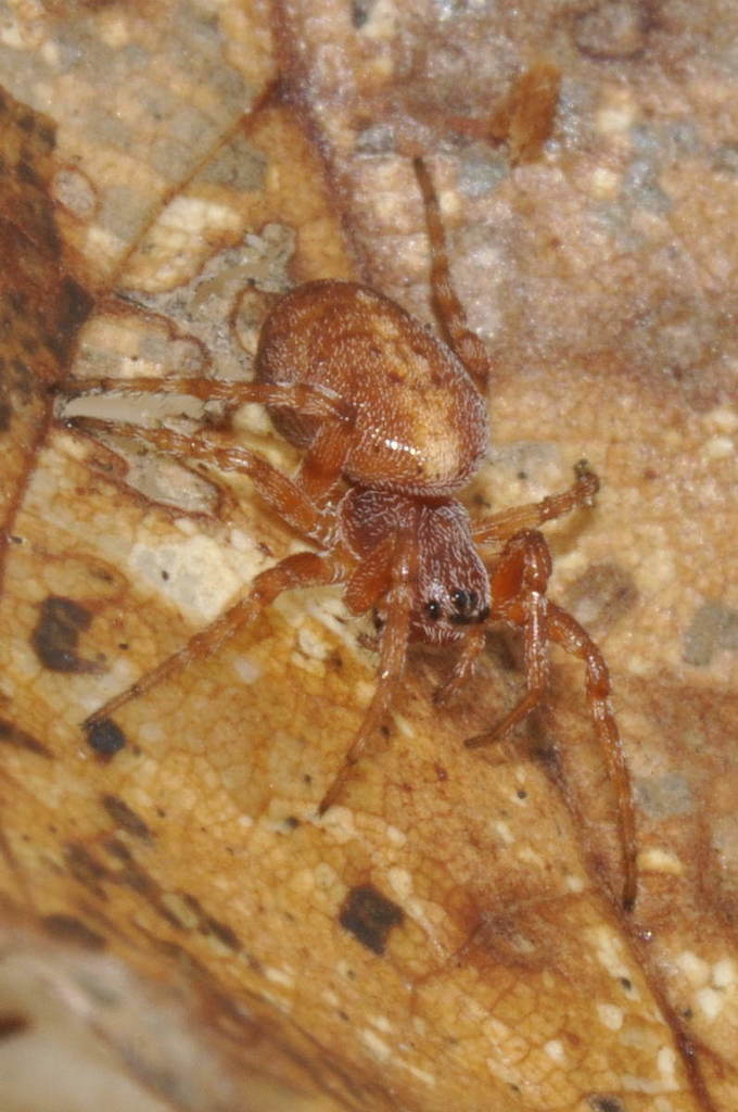 Cercidia prominens (Orb Weavers of Scandinavia (Araneidae)) · iNaturalist