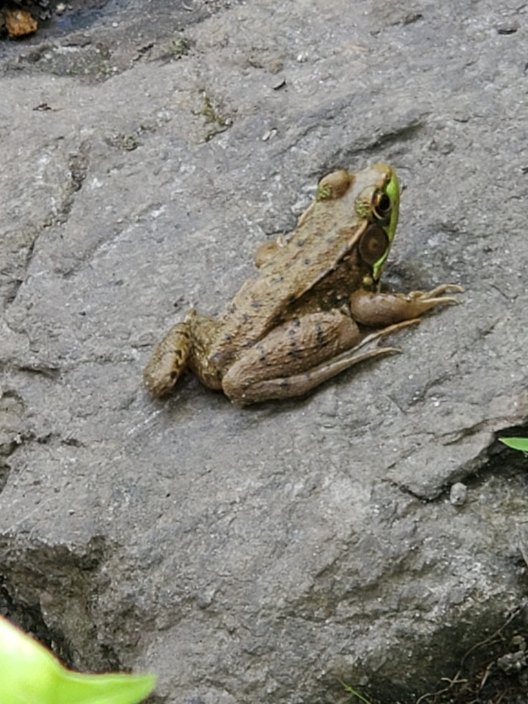 Green Frog from Hollis, NH 03049, USA on August 10, 2020 at 11:42 AM by ...