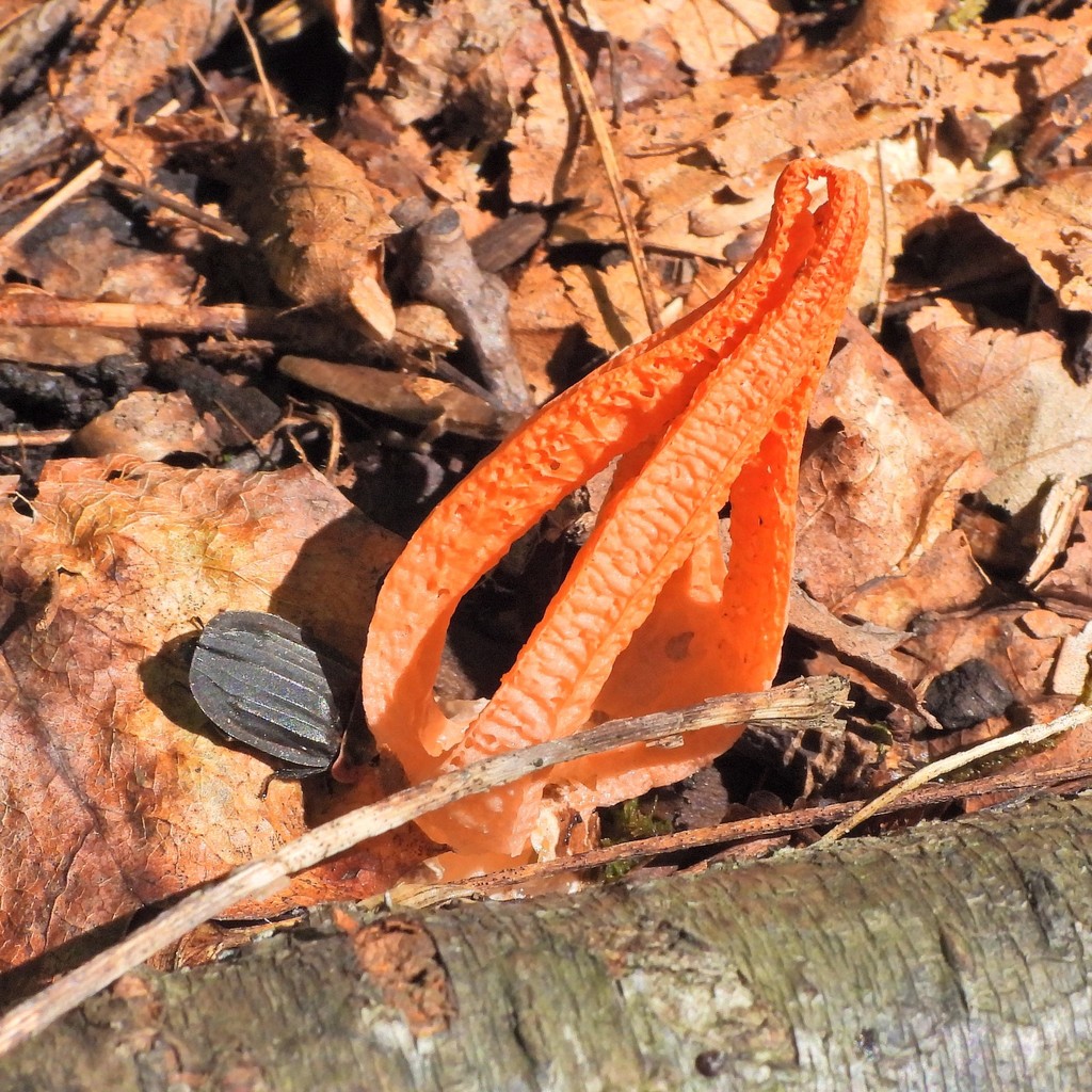 stinky squid from Frederick County, MD, USA on July 02, 2021 at 03:13 ...