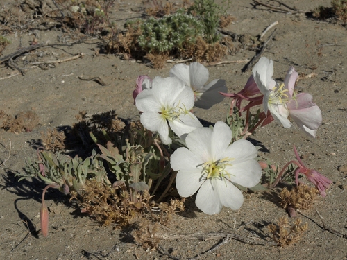 California Evening Primrose (Subspecies Oenothera californica avita ...