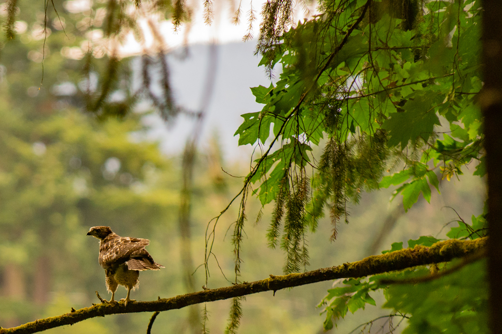 Red-tailed Hawk from Cowichan Valley, BC, Canada on July 01, 2021 at 07 ...