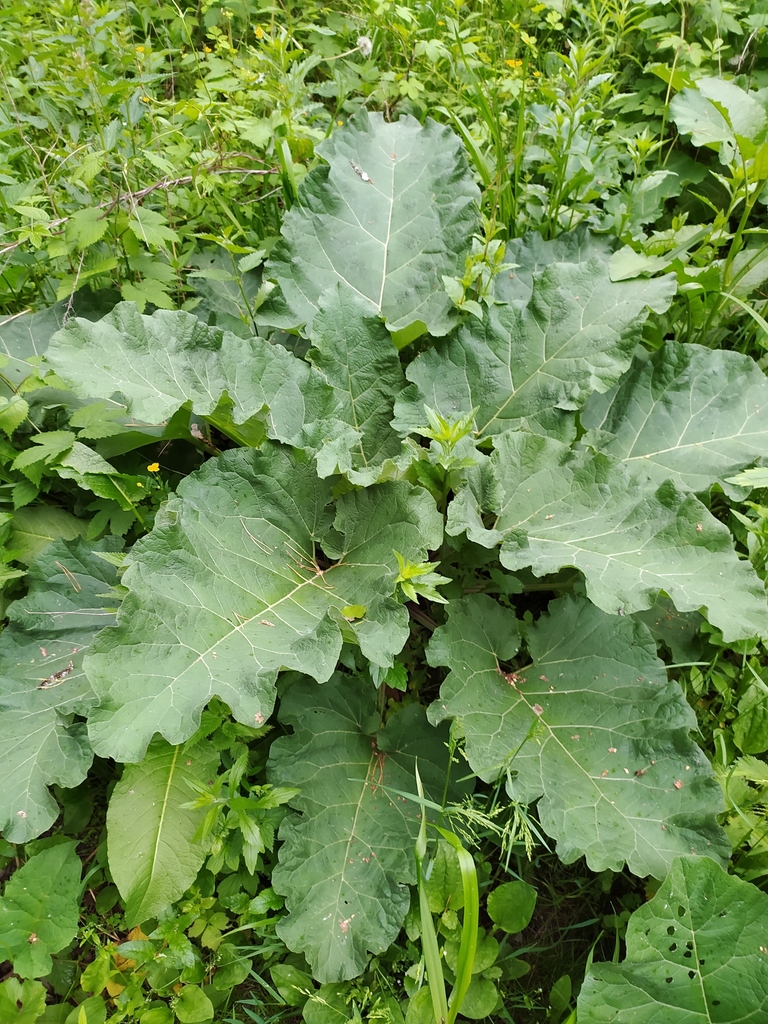 greater burdock from Киево-Святошинский район, Киевская область ...