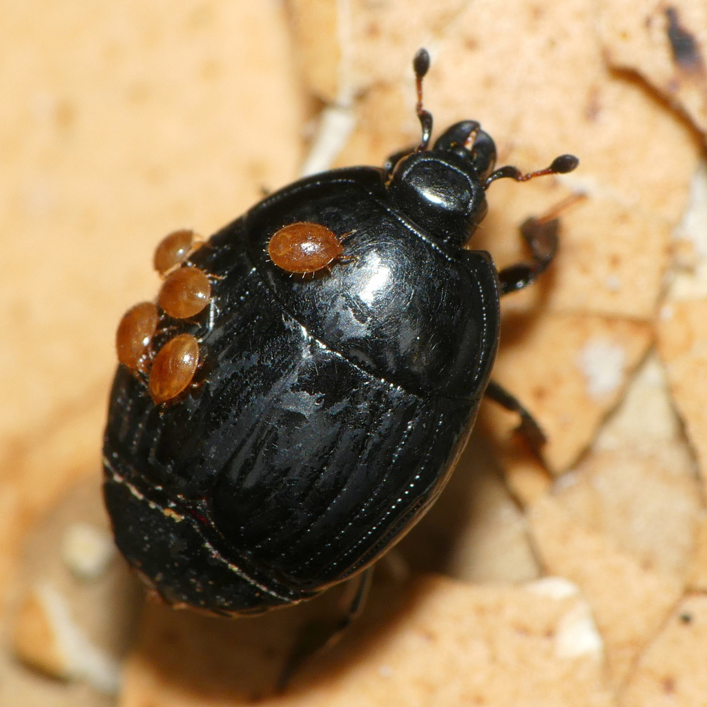 Clown Beetles in July 2021 by molanic. in compost pile · iNaturalist