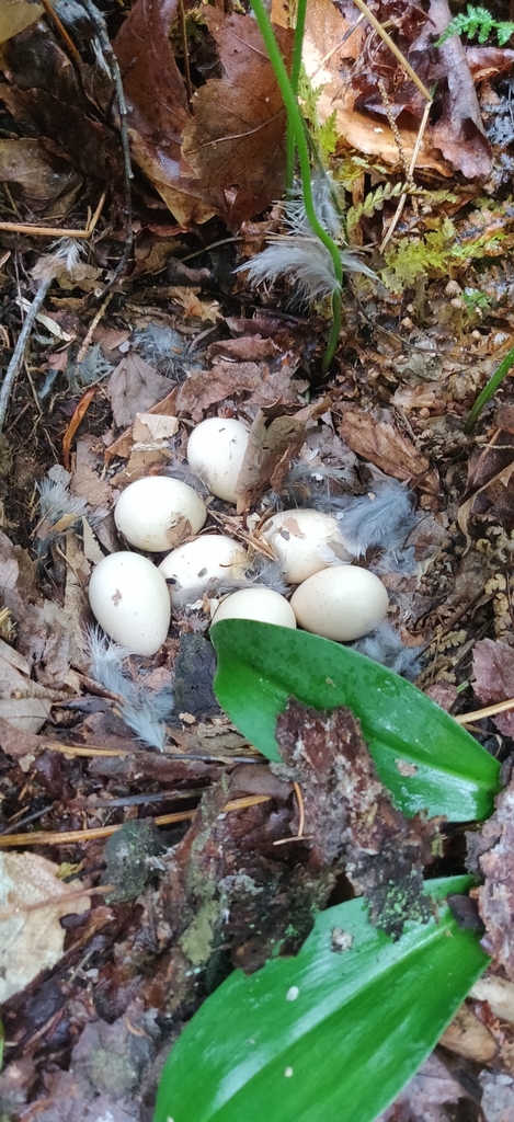 Ruffed Grouse from Cranberry Lake, NY 12927, USA on June 3, 2021 at 02: ...