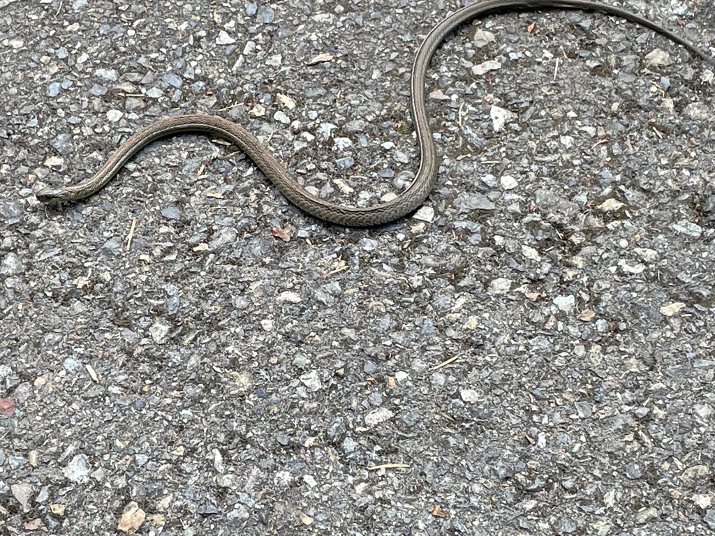 Northwestern Garter Snake from Northwest Trek Wildlife Park, Eatonville ...