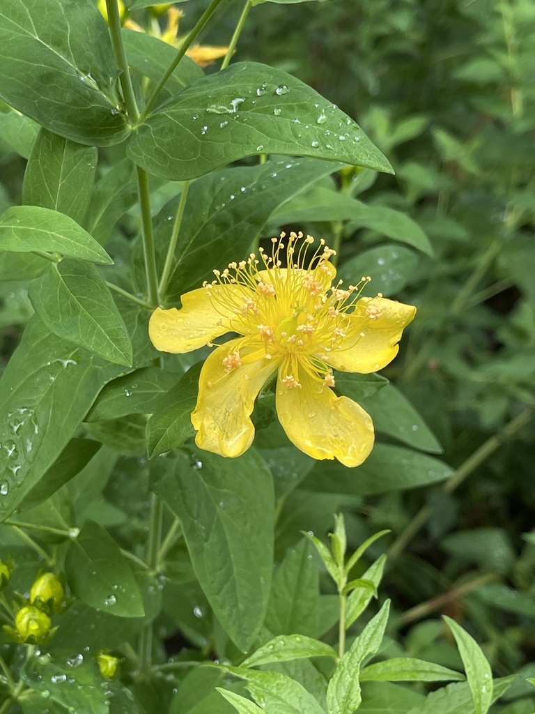 Great St. John's Wort from Tallmadge Circle Park, Tallmadge, OH, US on ...