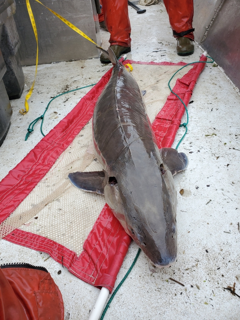 Lake Sturgeon in May 2021 by Eric C. Maxwell. Observed as part of a DEC ...