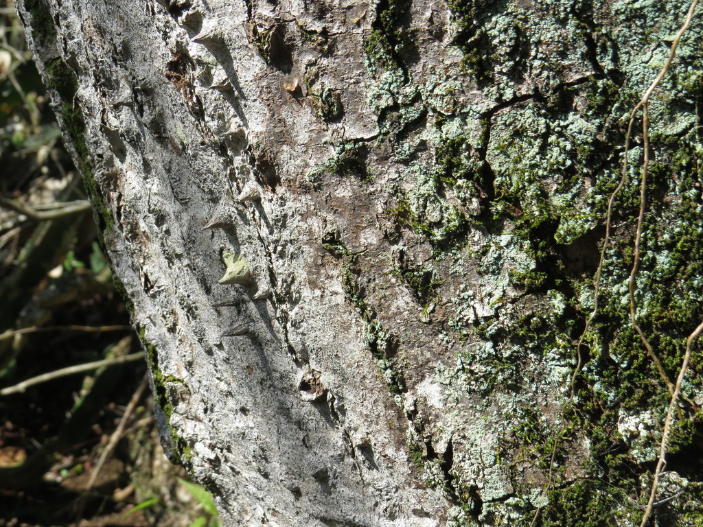 (Ceiba erianthos) - Botanical Realm