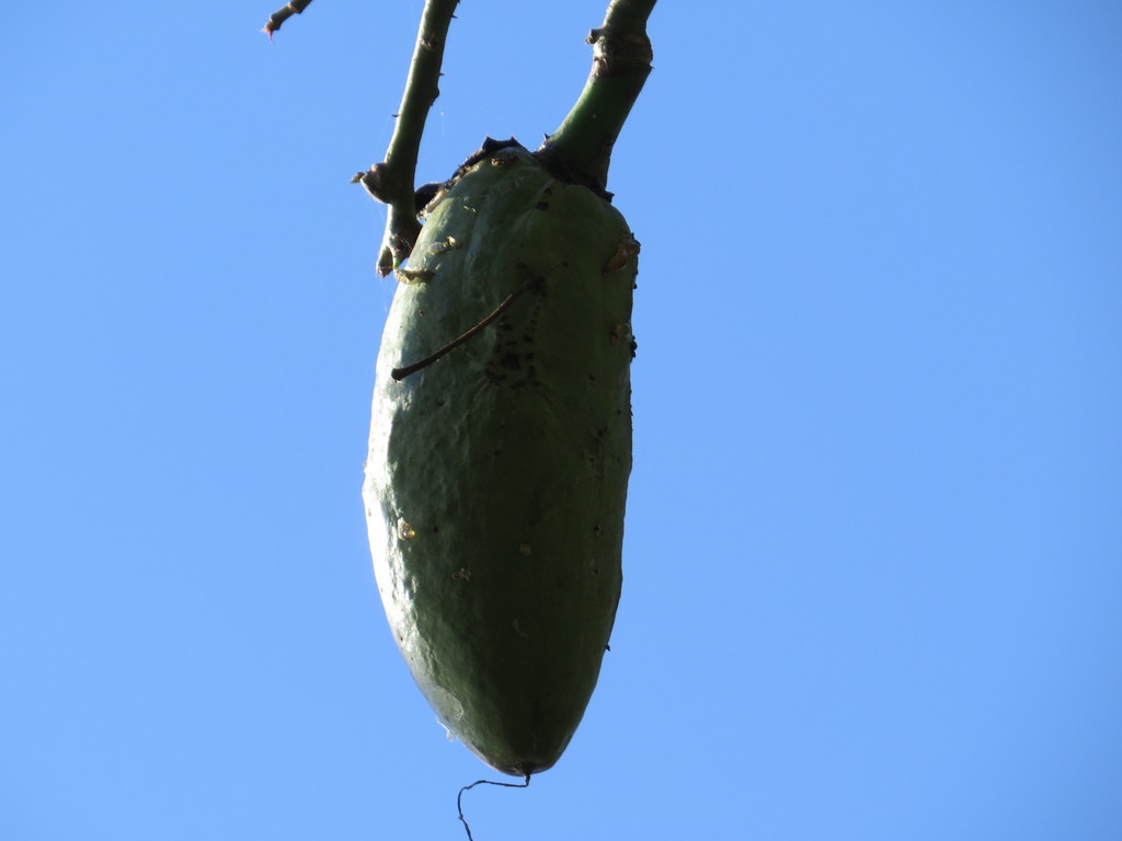 (Ceiba erianthos) - Botanical Realm