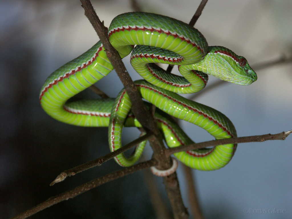 Pope’s Tree Viper from Phonsally Province, na ten on July 17, 2004 at ...