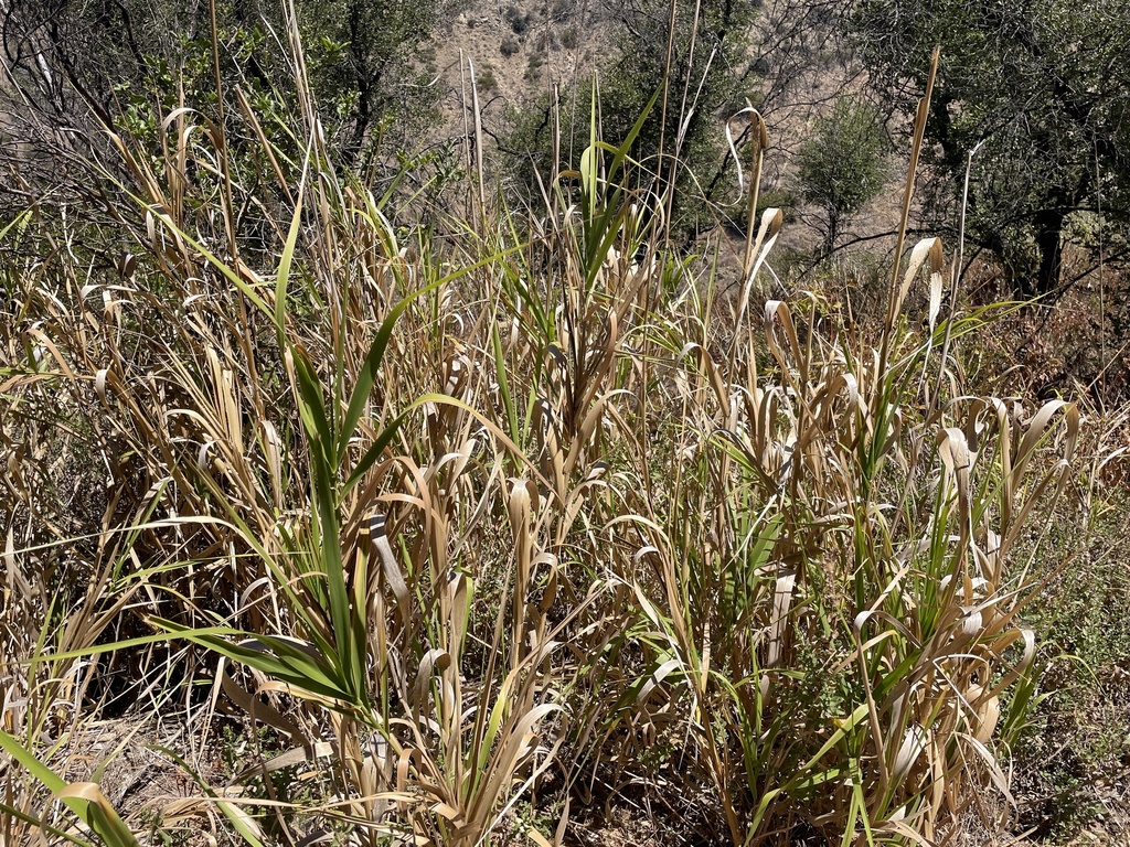 giant wild rye from Ventura County, US-CA, US on July 02, 2021 at 11:34 ...