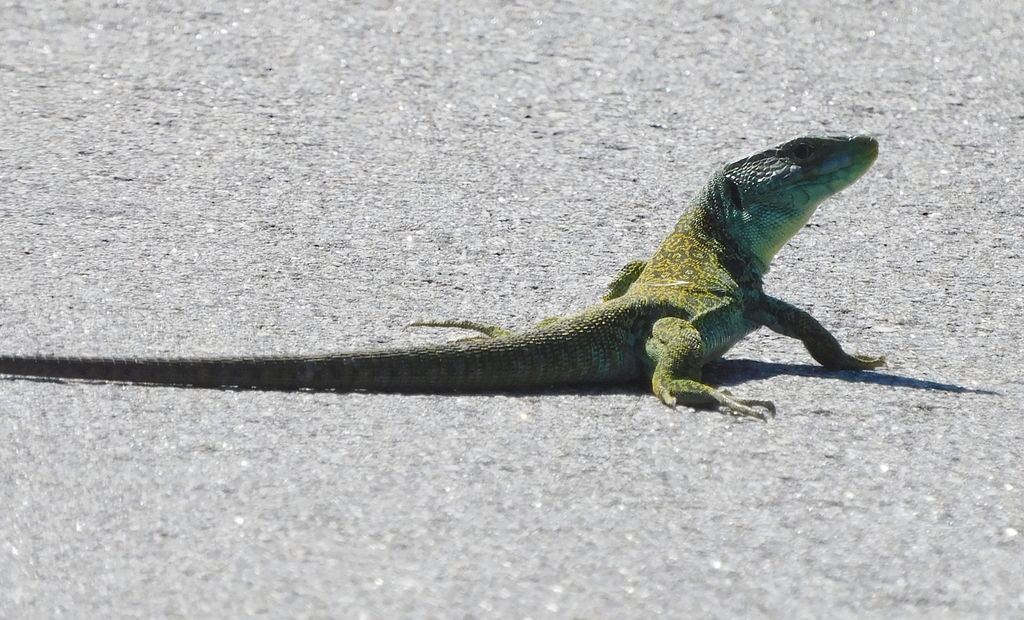 Ocellated lizard from Sabugal, Portugal on June 8, 2021 at 09:34 AM by ...