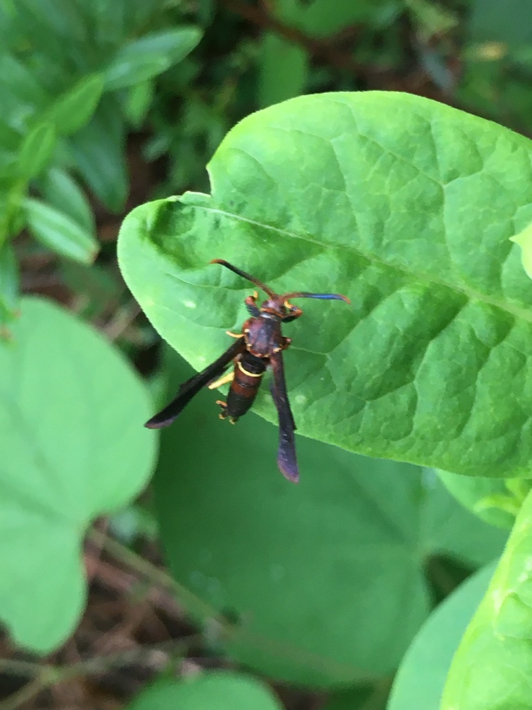 Ringed Paper Wasp from Spencer St, Durham, NC, US on July 02, 2021 at ...