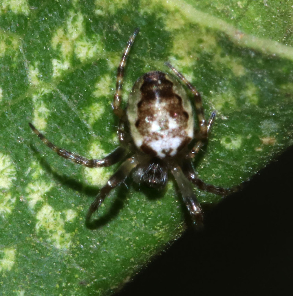 Eastern Bush Orbweaver in March 2017 by juliegraham173 · iNaturalist