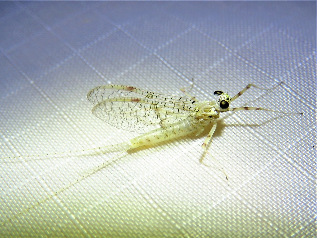 Stream Mayflies from Meridian State Park, Bosque Co., Texas, USA on ...