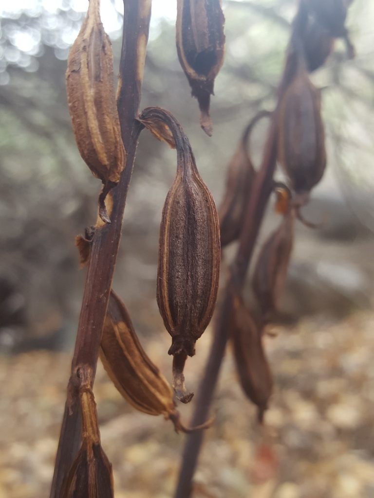 Arizona crested coralroot in March 2018 by Alex Abair · iNaturalist