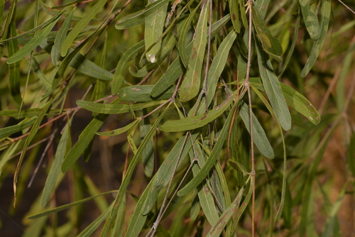 Terminalia grandiflora · iNaturalist