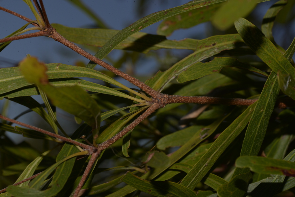 (Terminalia grandiflora) - Botanical Realm