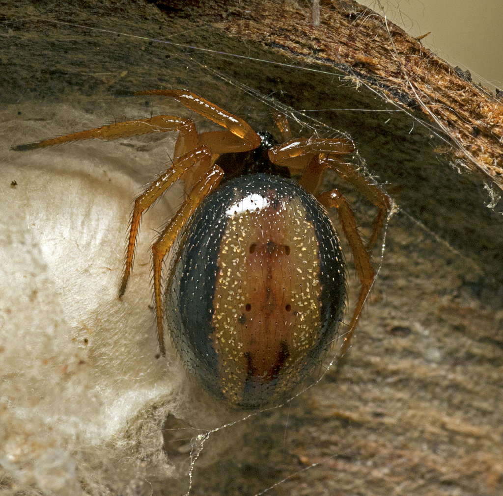 Superb Ant-eater Spider from 139 Stanton Rd, Tingalpa QLD 4173 ...