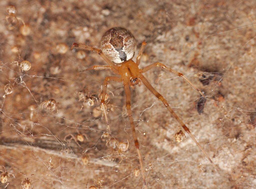 Diamond Comb-footed Spider from Freshwater national park on November 7 ...