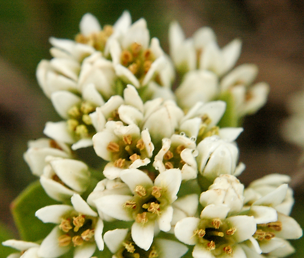 bastard toadflax (Comandra umbellata) - Botanical Realm