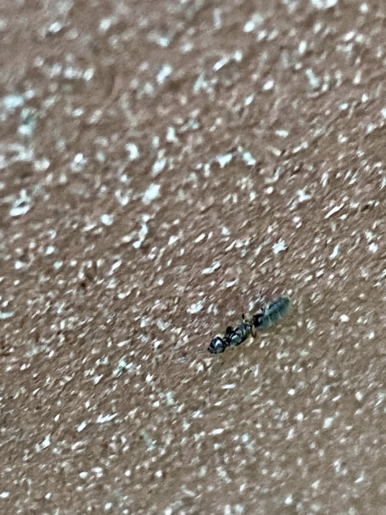 Odorous House Ant in July 2021 by Allison Ferris · iNaturalist