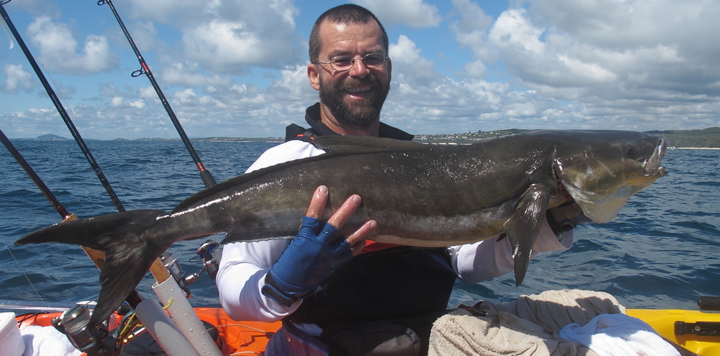 Cobia from Queensland, Australia on November 14, 2009 at 09:04 AM by ...