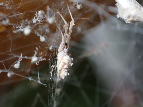 Observations by kcss · iNaturalist