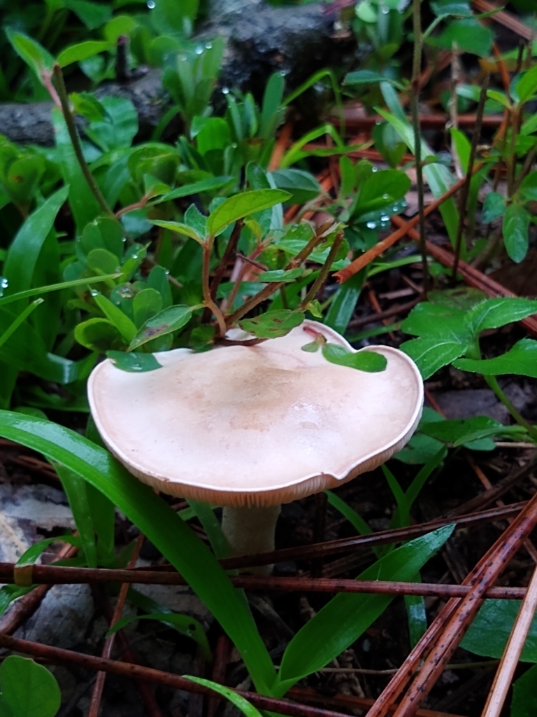 Fungi Including Lichens from Inverness, FL, USA on July 02, 2021 at 07: ...