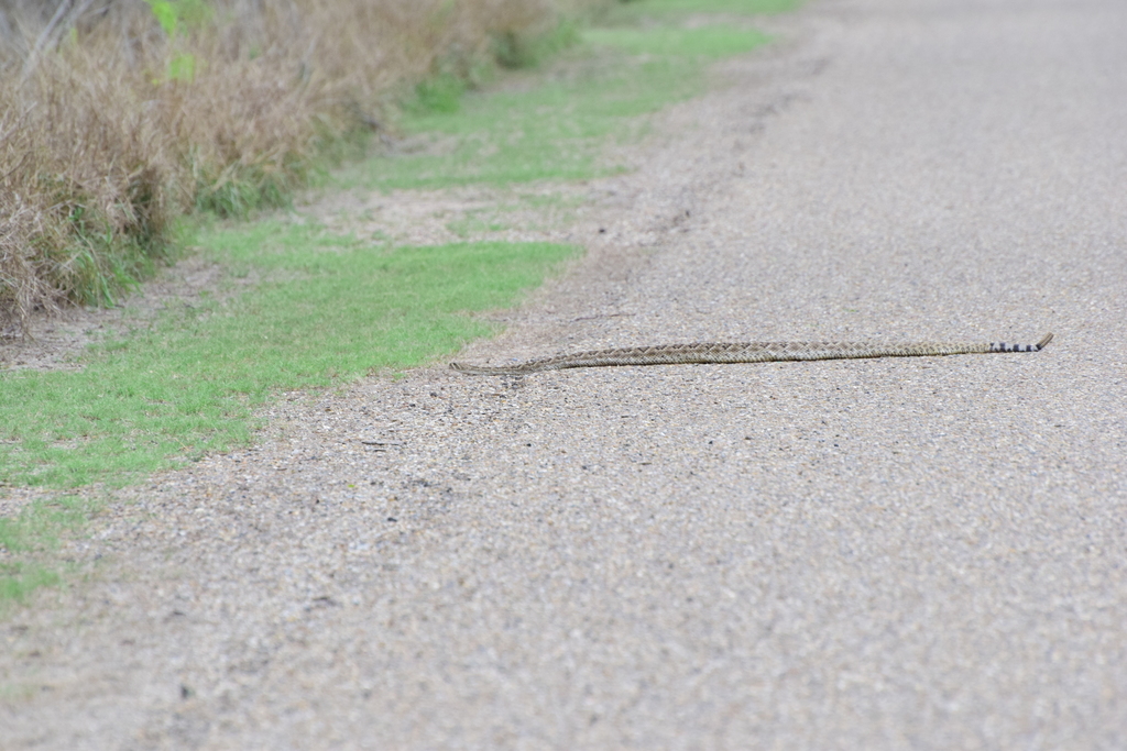 Western Diamond-backed Rattlesnake from Hidalgo County, TX, USA on ...