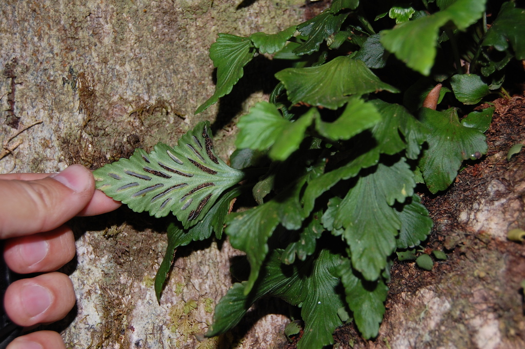 Asplenium trilobum from Sector Sur de Isla mocha, en Bosques de ...
