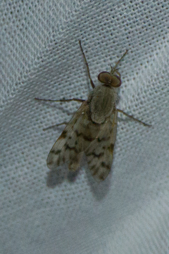 Megalinga insignata · iNaturalist