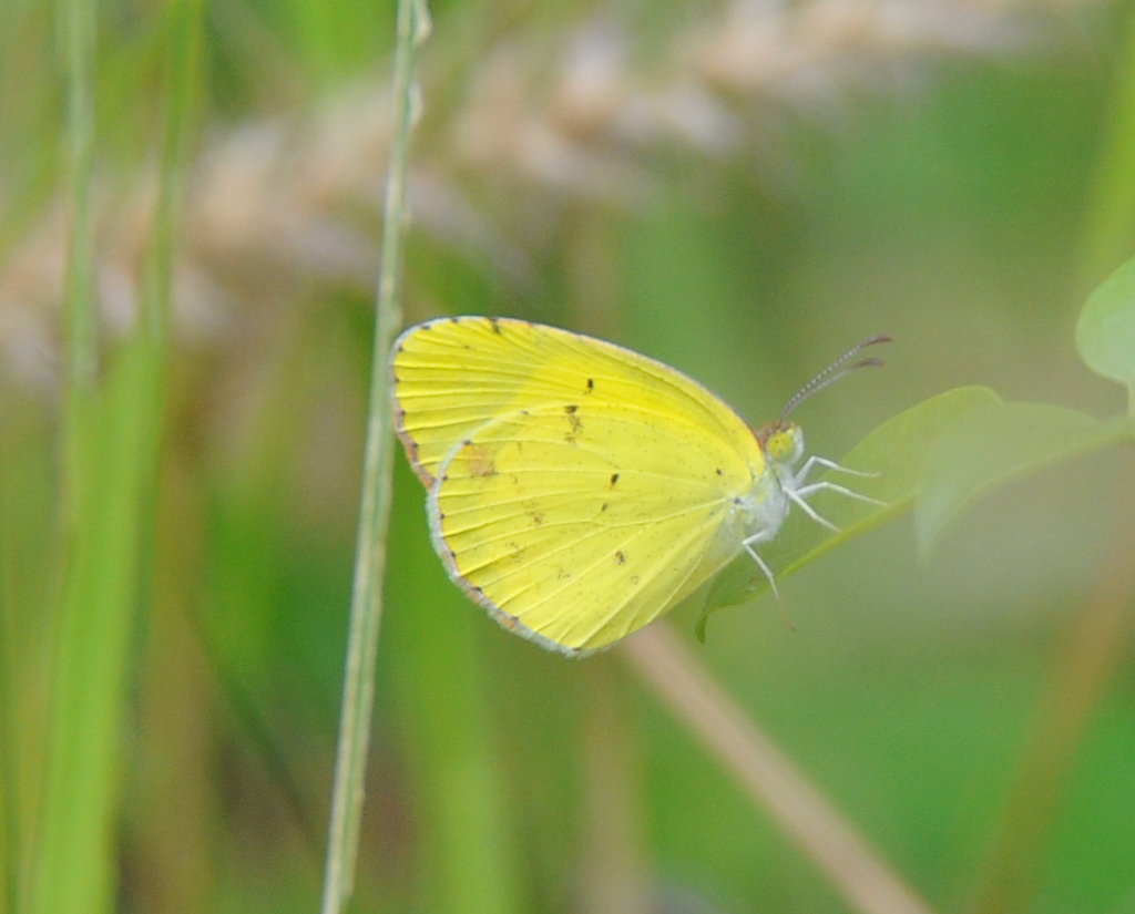 Little Yellow (Butterflies Of GTMO) · iNaturalist