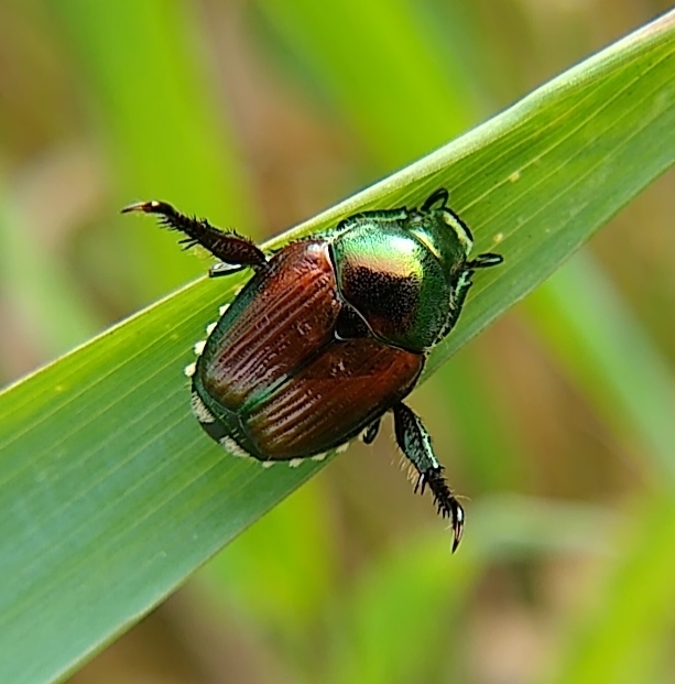 Japanese Beetle in July 2021 by Joshua Campos. Field temperature: 72 F ...