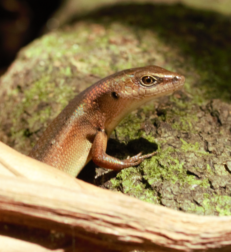 Carlia ailanpalai Zug, 2004