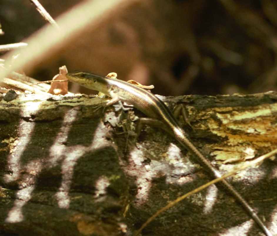 Pacific Bluetail Skink from Dededo, Guam on July 2, 2021 at 07:23 PM by ...