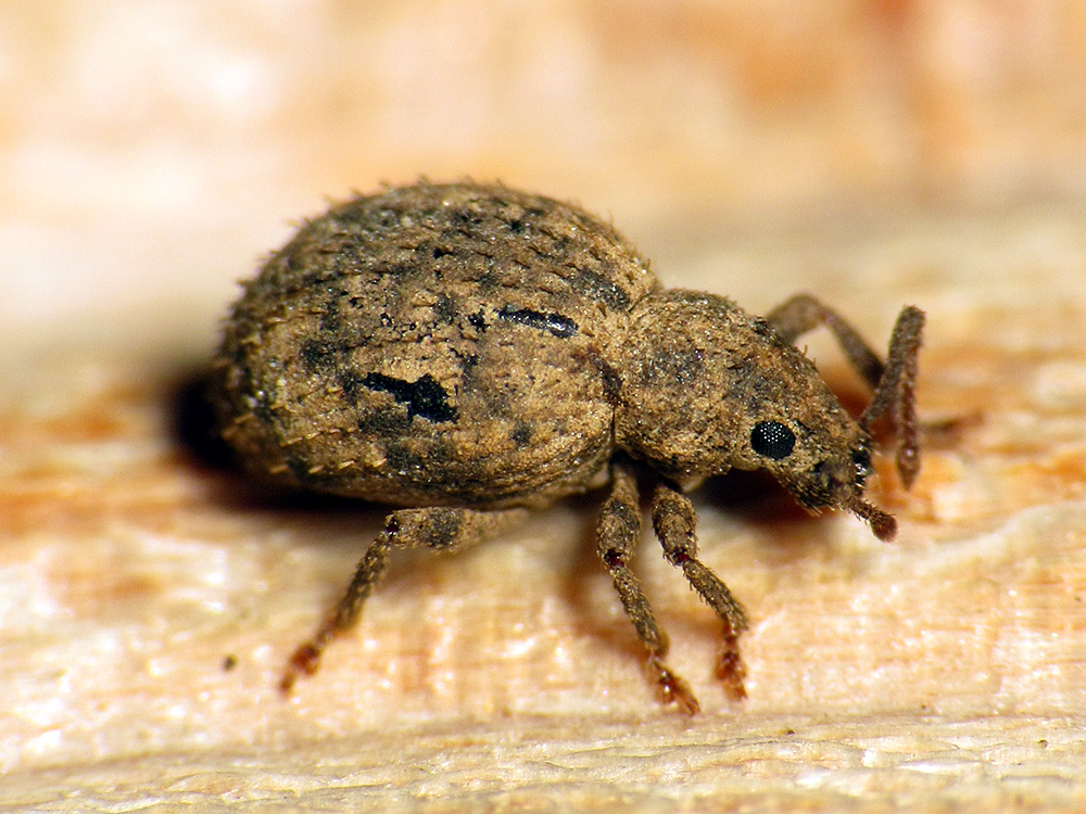 Myosides seriehispidus from Allegany County, MD, USA on June 27, 2015 ...