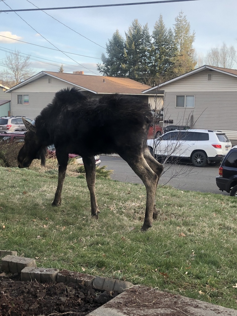 Moose from Kenneth St, Moscow, ID, US on March 23, 2021 at 06:22 PM by ...