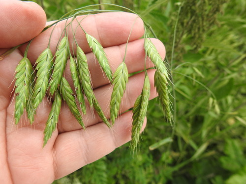 Bromus grossus · NaturaLista Colombia