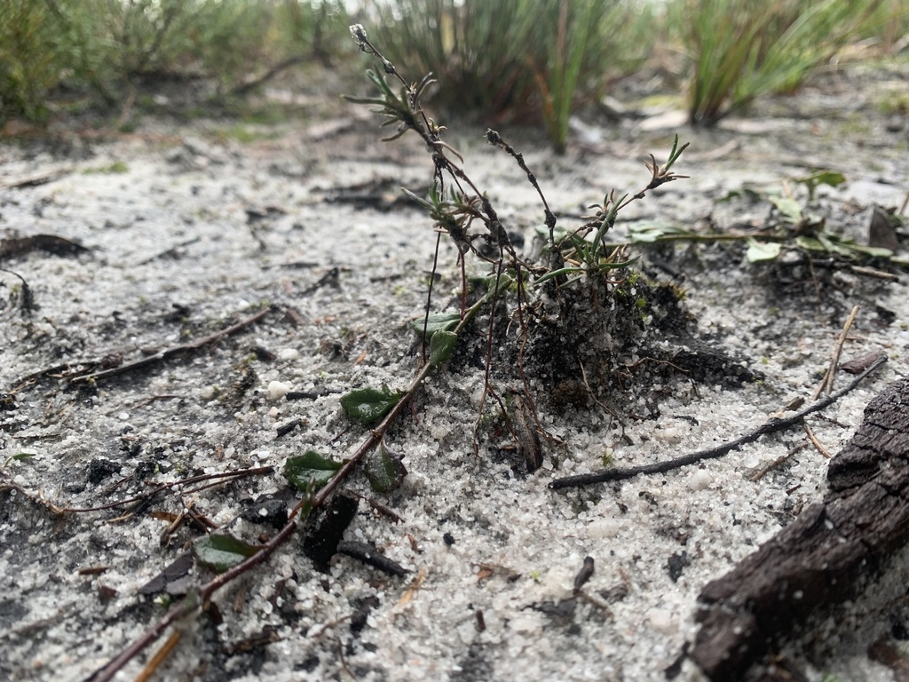 dwarf wire-lily (Laxmannia orientalis) - Botanical Realm