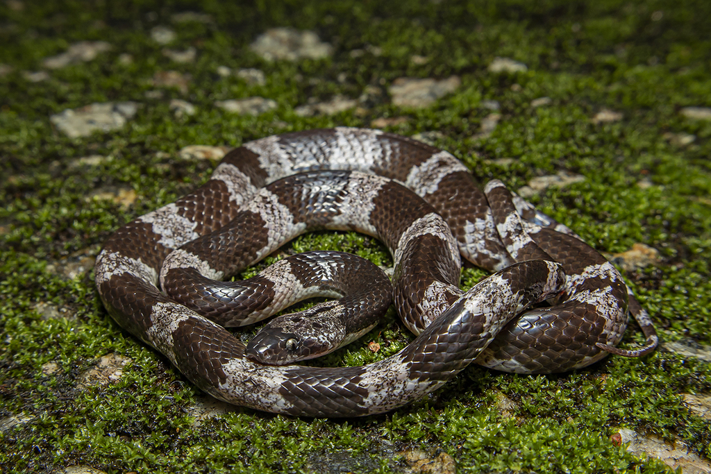 Futsing Wolf Snake from Tai Lam, Hong Kong on July 2, 2021 at 09:52 PM ...