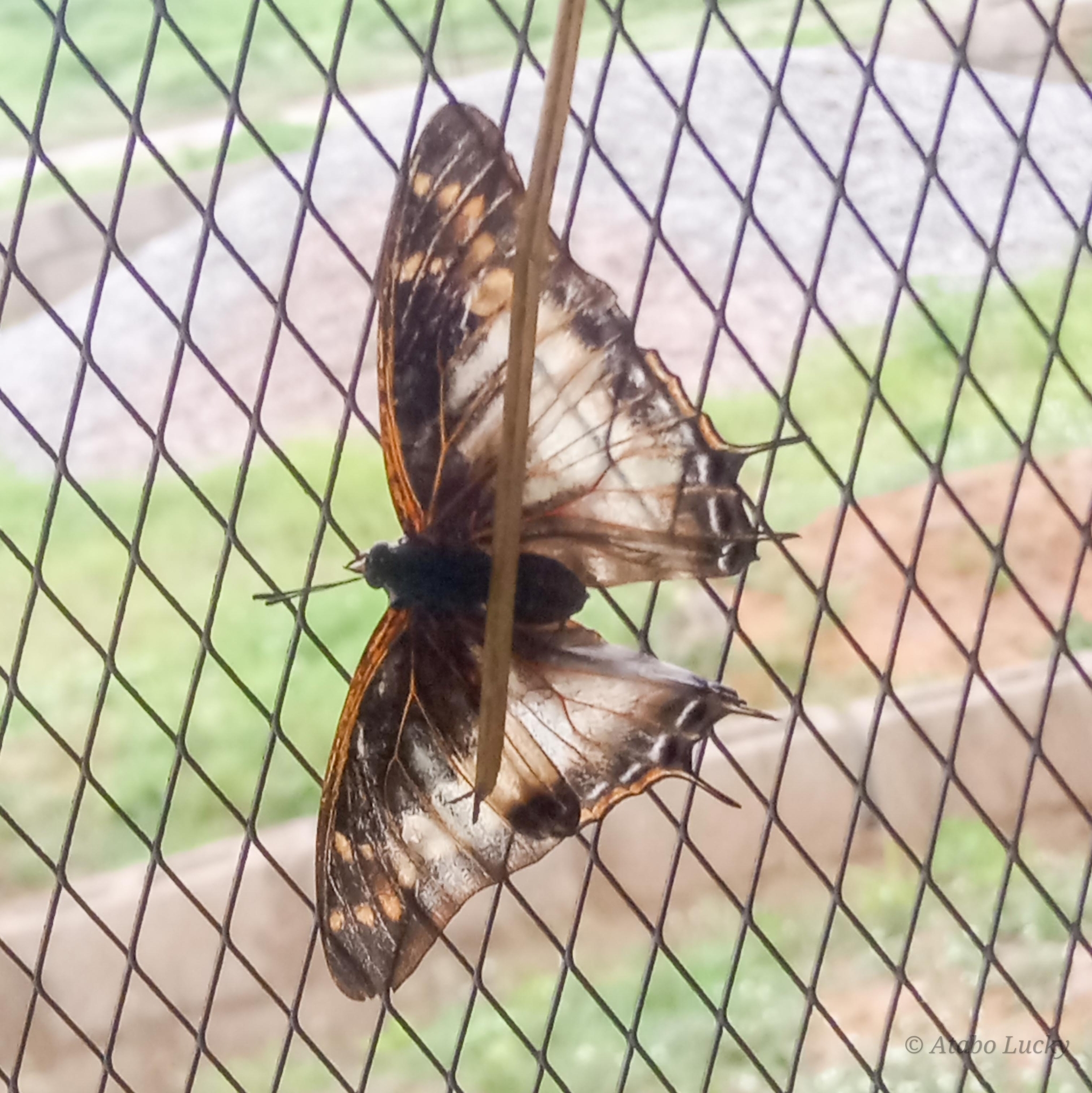 Charaxes viola Butler, 1865