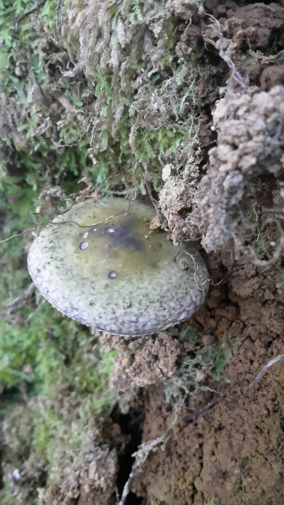 Something from Southern Crossing, Akatarawa Valley, Upper Hutt 5581 ...