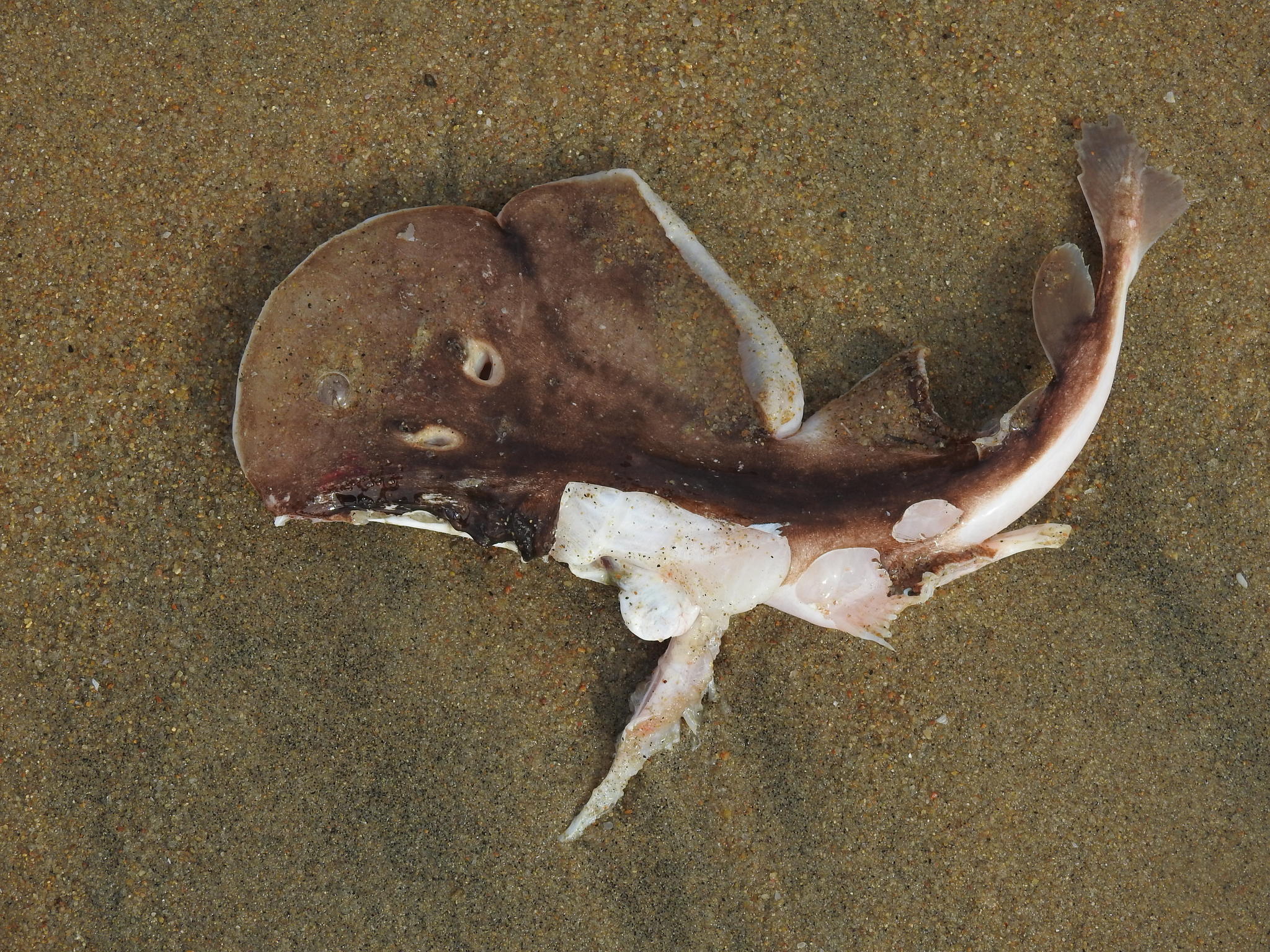 Narcine timlei (Bloch & Schneider, 1801)