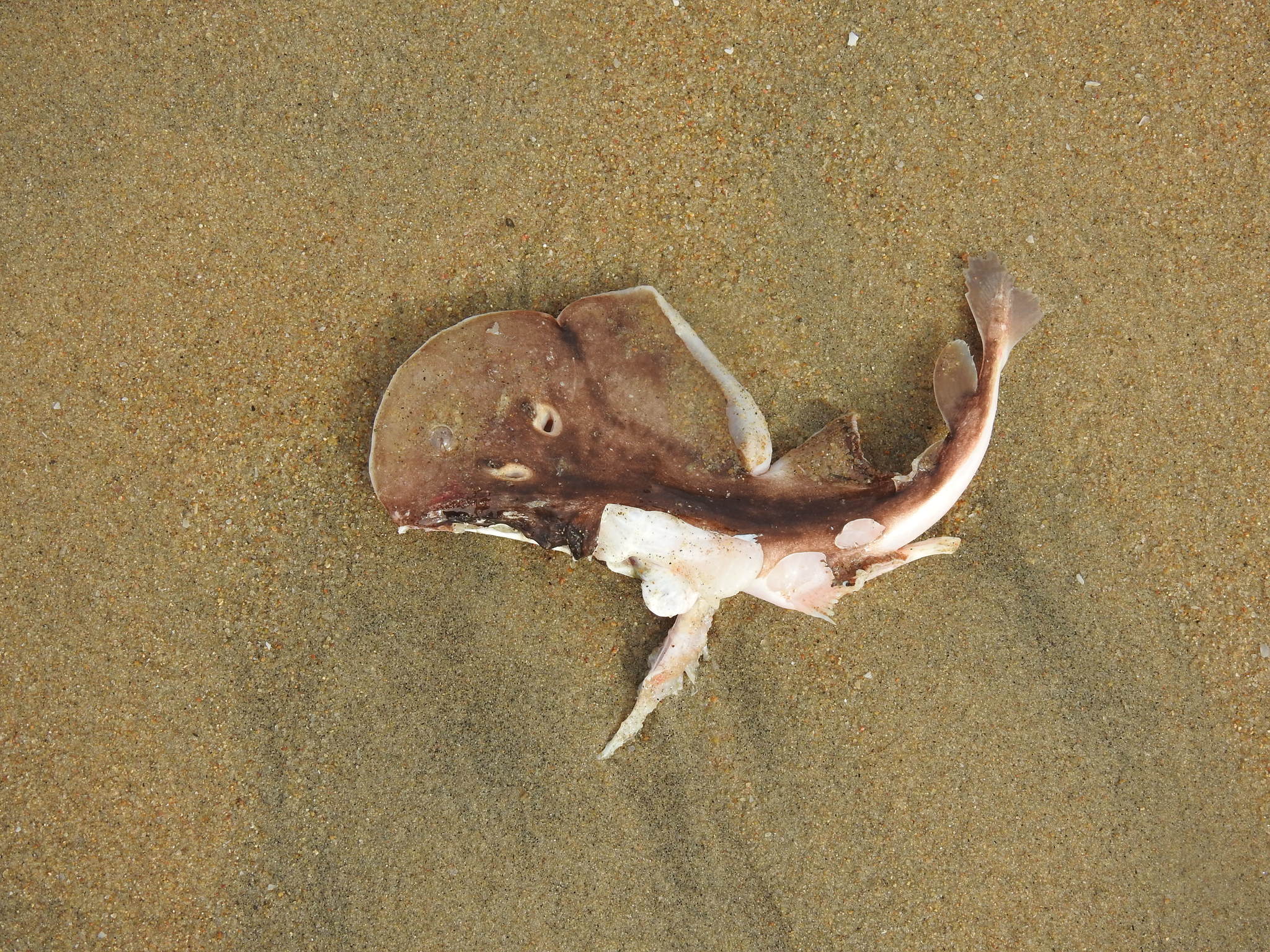 Narcine timlei (Bloch & Schneider, 1801)