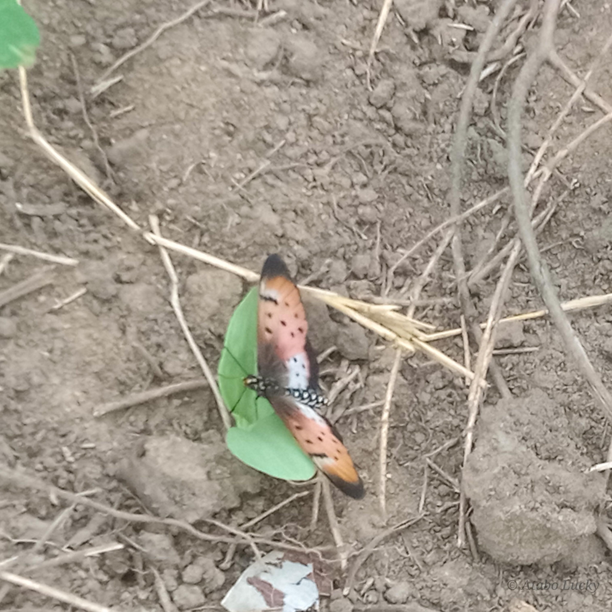 Acraea caecilia Fabricius, 1781