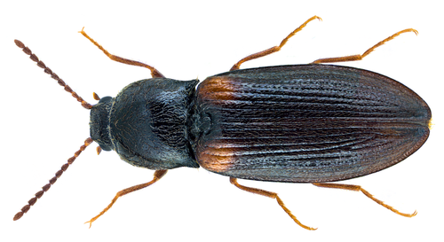 Genus Calambus · iNaturalist