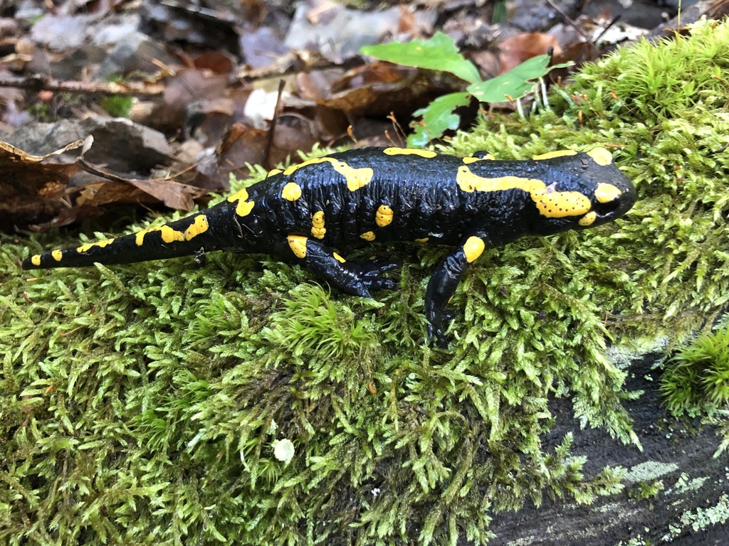 Fire Salamander in July 2021 by jb0007 · iNaturalist
