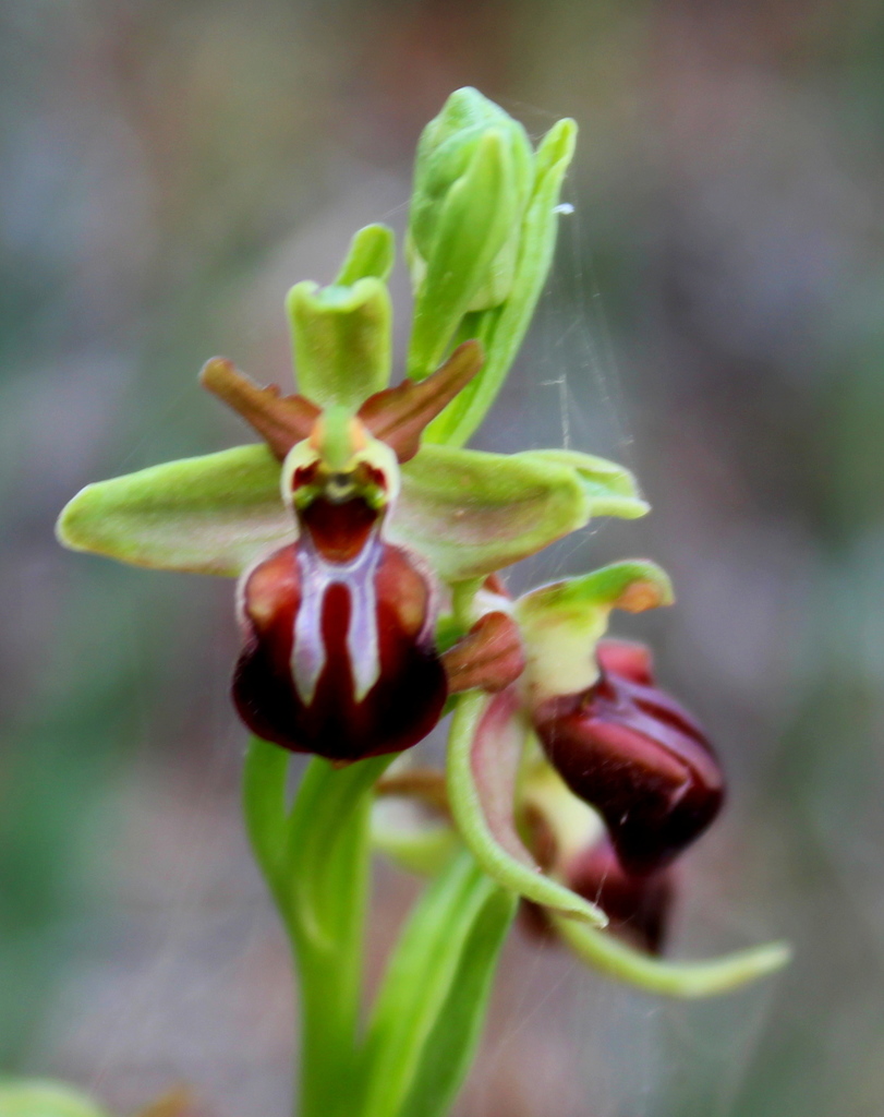 Ophrys sphegodes cretensis from Agioi Saranta, Koutsounari, Crete ...
