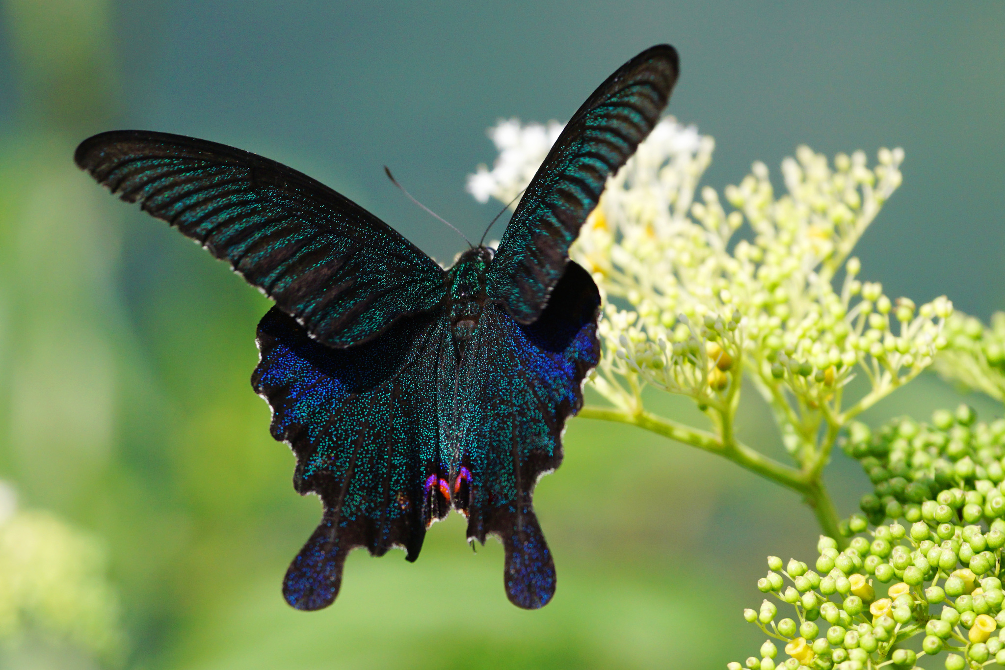 Chinese Peacock Butterfly